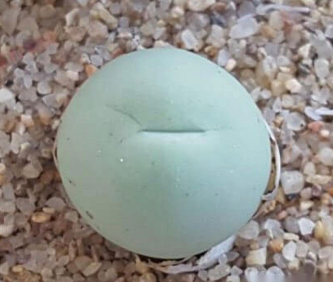 Rare Succulent: Imported Live Plant-conophytum Calculus ~ 0.5"-1” Size ...