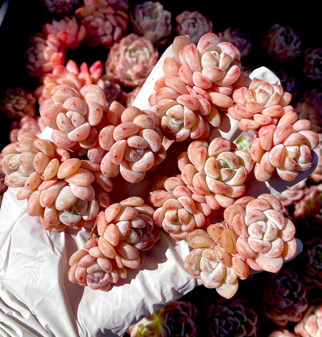 Rare Imported Succulent : Hybrid Echeveria Cherry Blossom Snow Pink ...