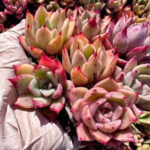 Rare Succulent: Imported Succulent Korean New Hybrid Agavoides Echeveria Wine Blush Live Plant ...