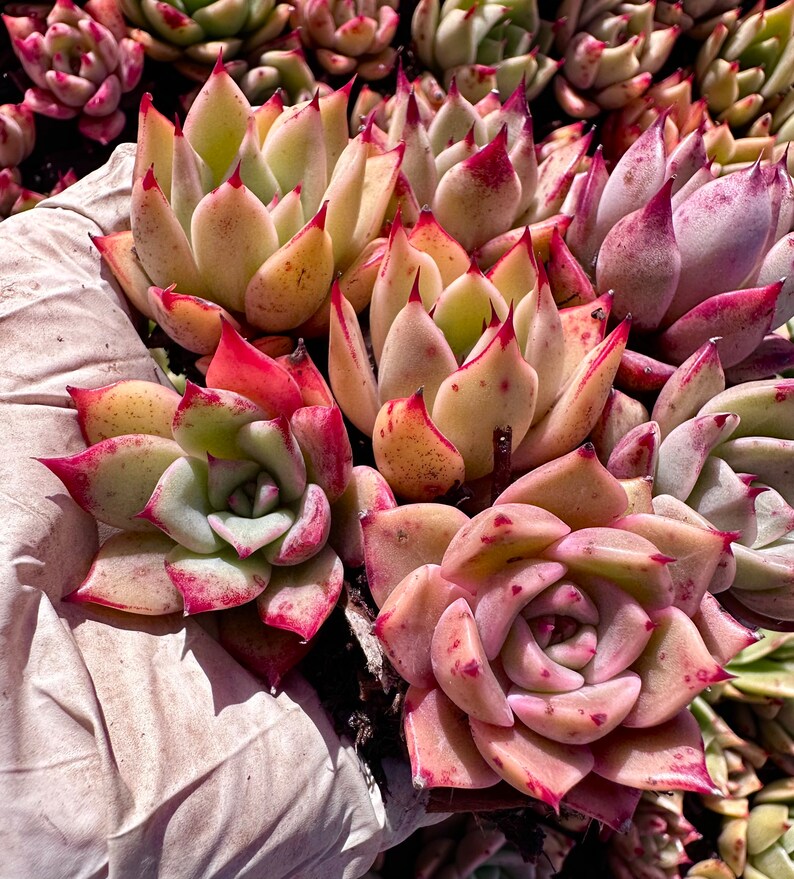 Rare Succulent: Imported Succulent Korean New Hybrid Agavoides - Etsy