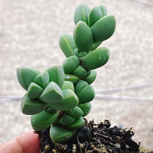 Rare Succulent: Cool Beautiful Succulent Astridia Velutina String ...
