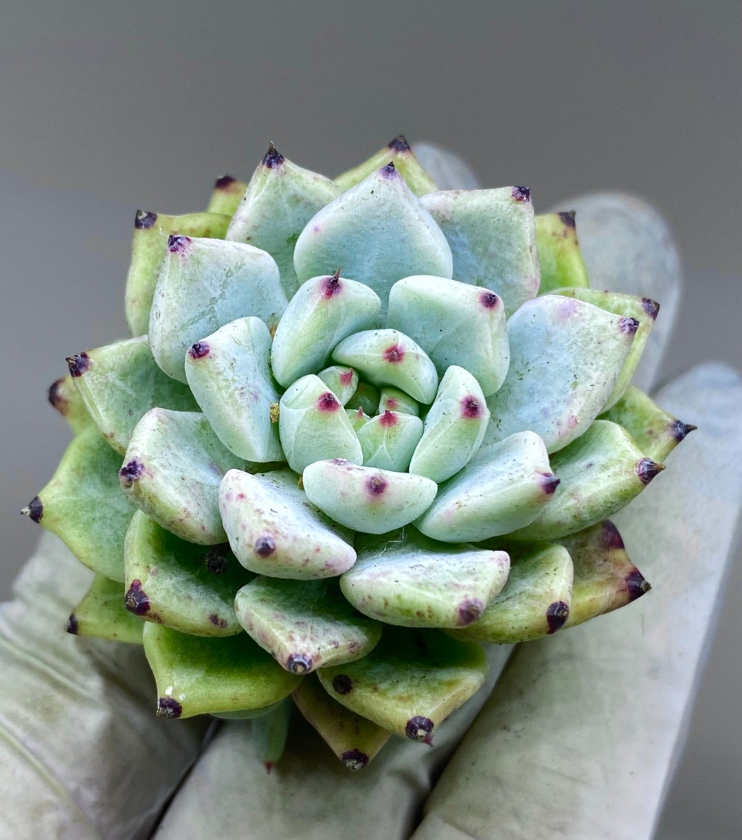 Rare Succulent: Imported Succulent Korea Hybrid Echeveria Crow - Etsy