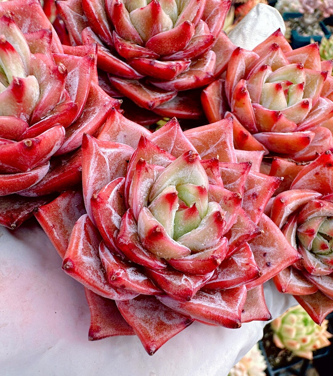 Rare Imported Succulent : Hybrid Echeveria Agavoides Diamond Love Live ...