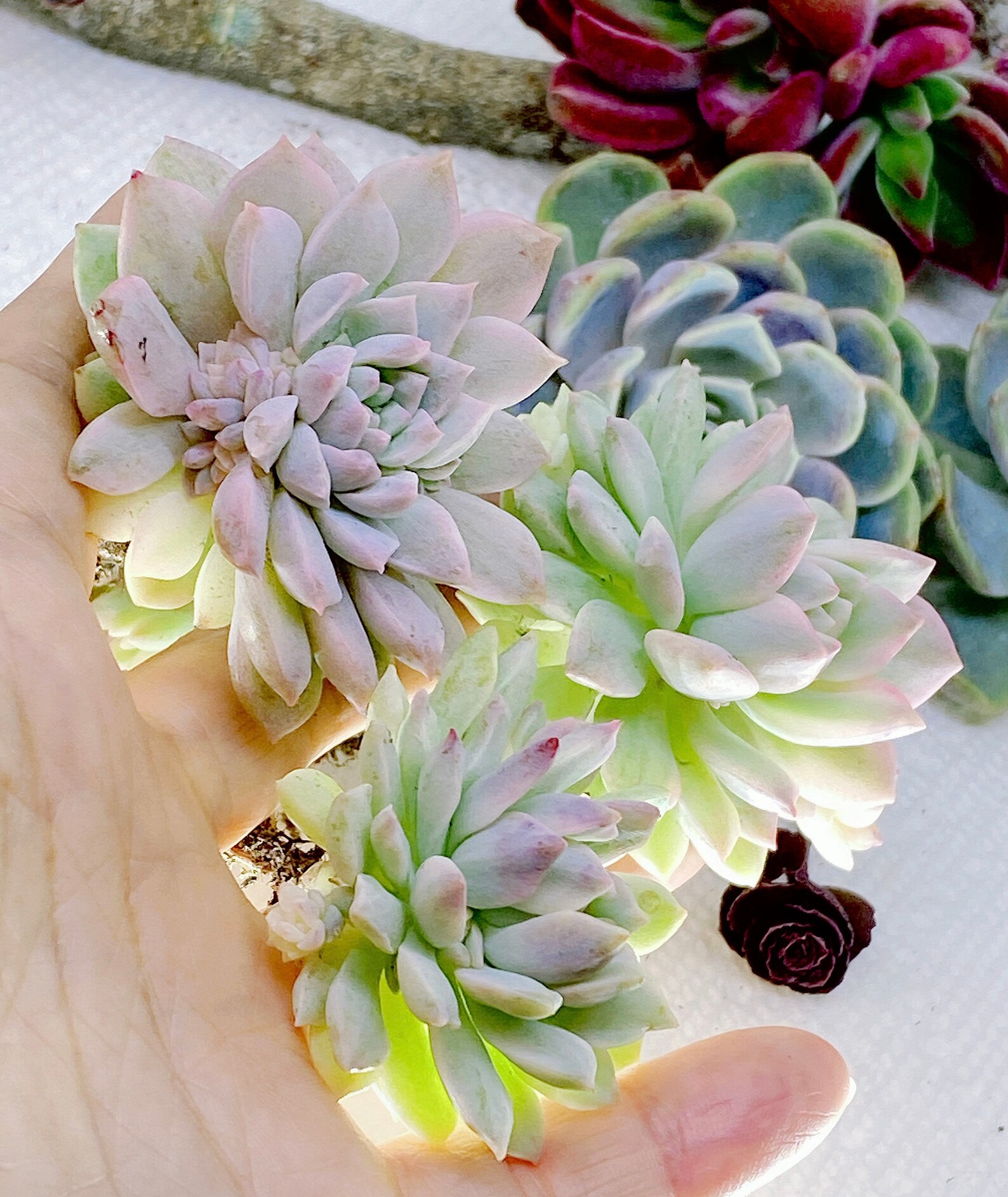 Rare Succulent: Variegated Echeveria Prolifica Rose 2 | Etsy