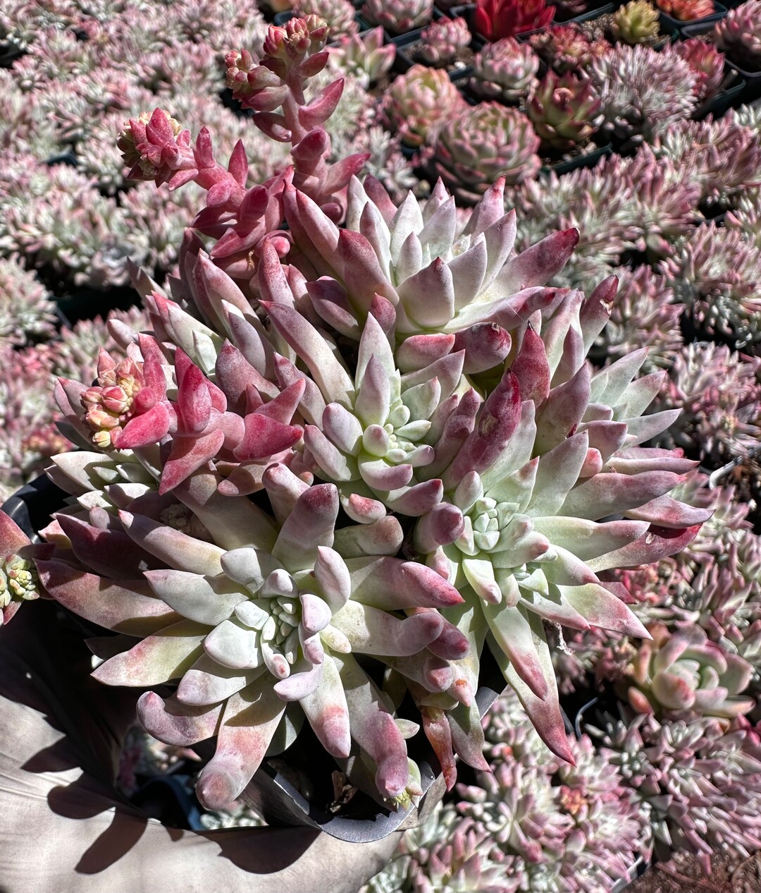 Rare Succulent: Imported Dudleya Gnoma S.w.mccabe white Chrysanthemum ...