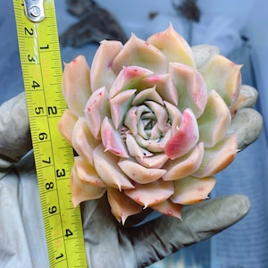 Rare Succulent: Imported Echeveria Hybrid Blue Pink Lady Live Plant ...