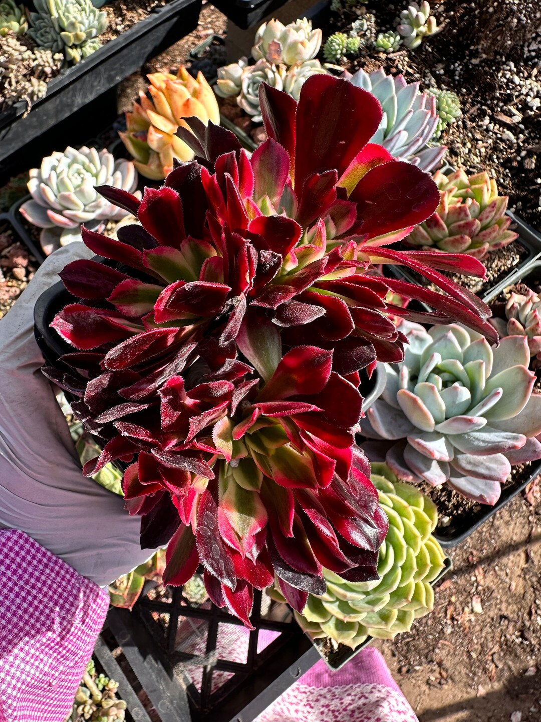 Rare Succulent: Imported Succulent Korean Aeonium Cristata Medusa ...