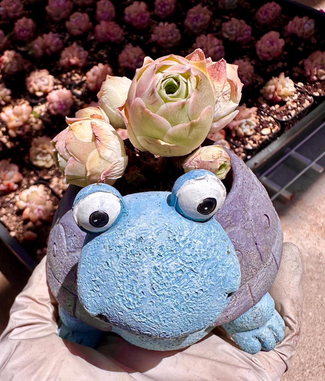 Rare Succulent: Imported Mountain Rose Live Rose Greenovia Mountain ...