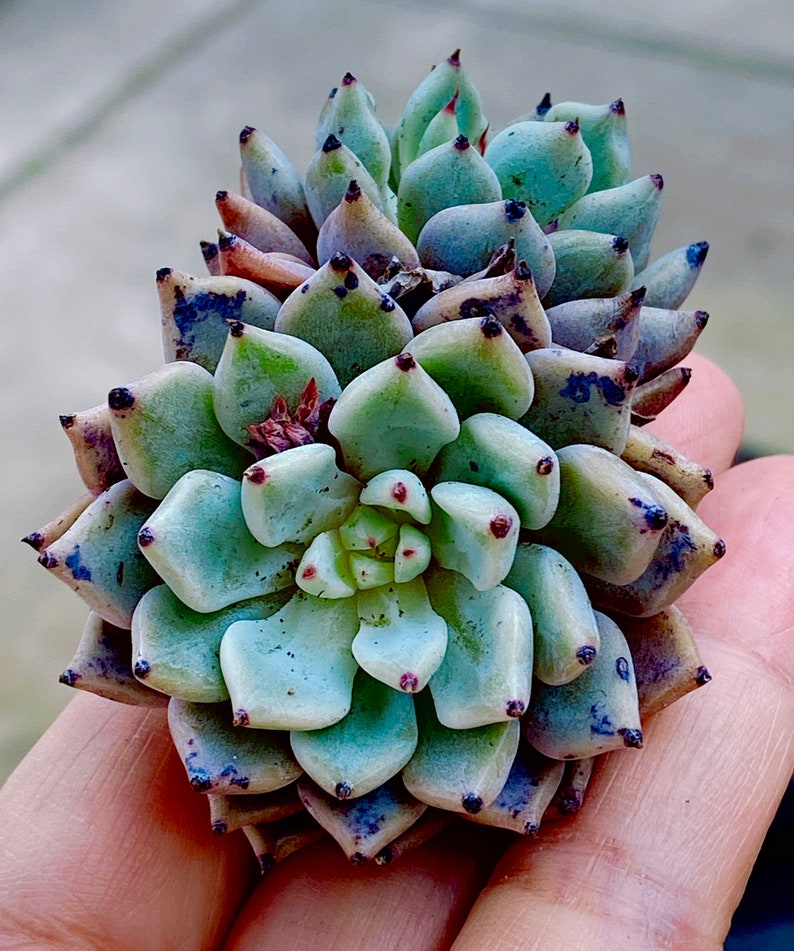 Rare Succulent: Imported Succulent Korea Hybrid Echeveria Crow - Etsy