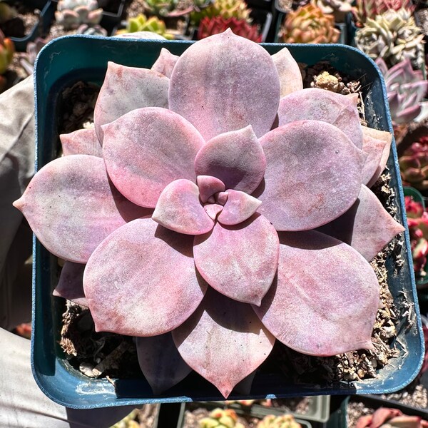 Superbum Succulent - Etsy