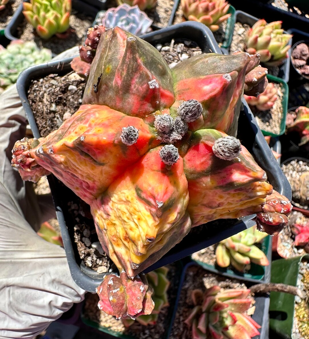 Rare Succulent: Imported Succulent Astrophytum Myriostigma Lem ...