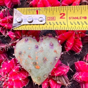 Rare Succulent: Purple Succulent Cactus Opuntia Santa Rita Opuntia ...