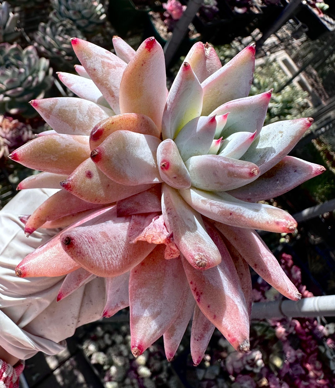 Rare Succulent: Imported Succulent Korean Echeveria Pink Colorata 3 ...