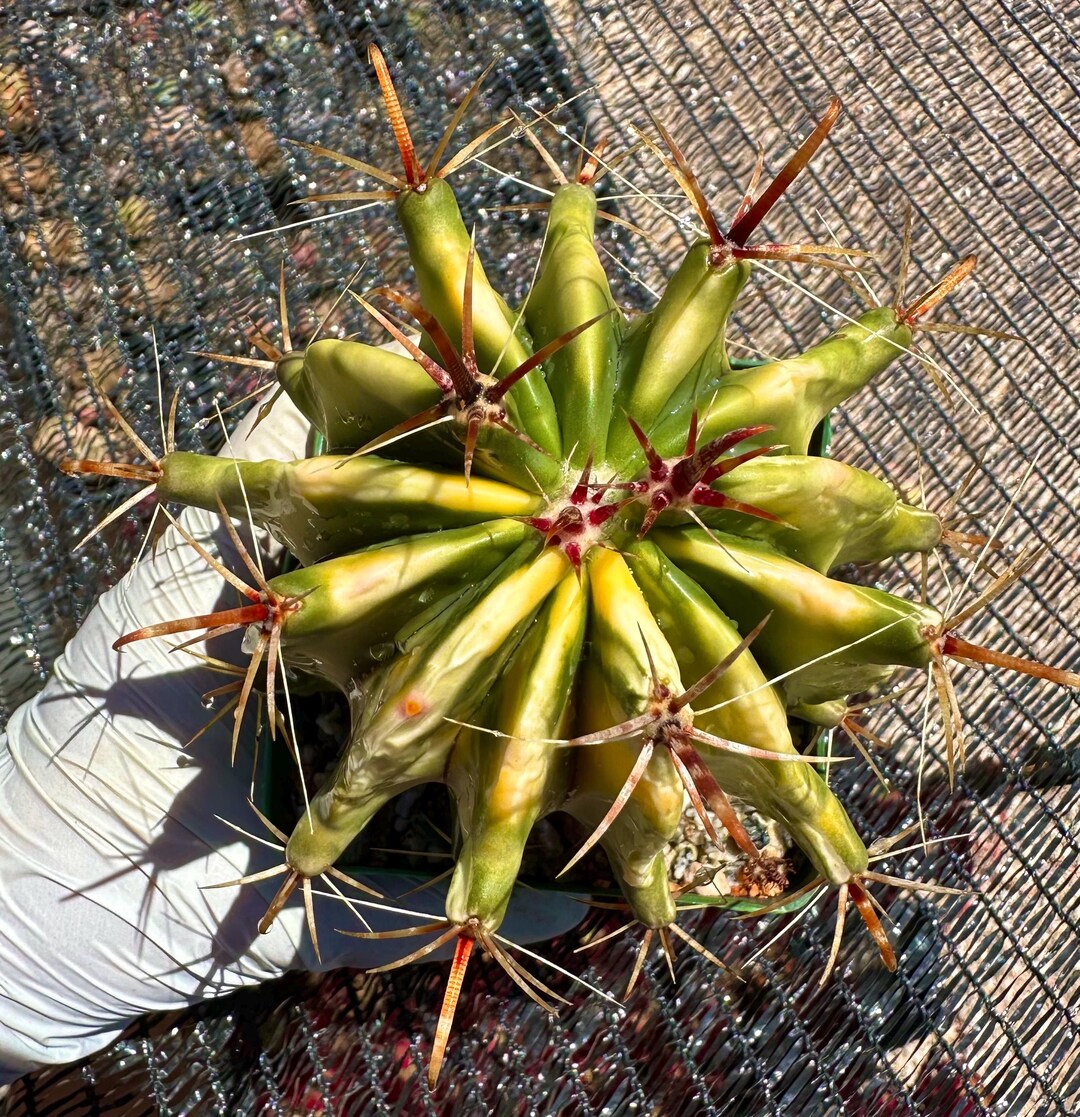 Rare Succulent: Imported Ferocactus Latispinus Devil’s Tongue ...
