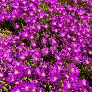 Beautiful Succulent: Dicrocaulon Ramulosum (l.bolus) Ihlenf Purple ...