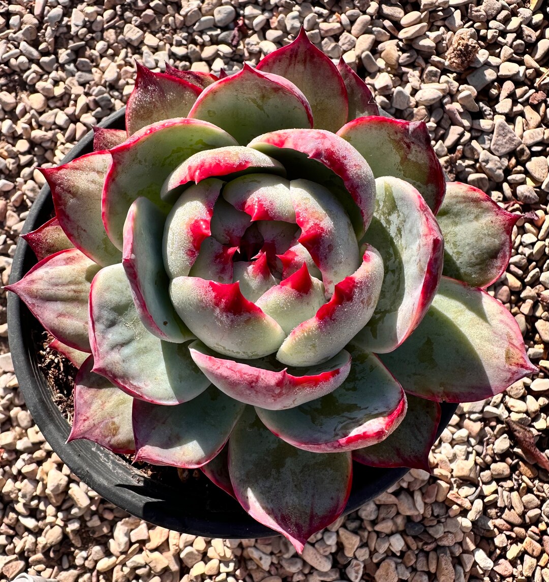 Rare Succulent: Imported Succulent Echeveria Agavoides Casio HUGE Size ONE GALLON Pot Live Plant ...