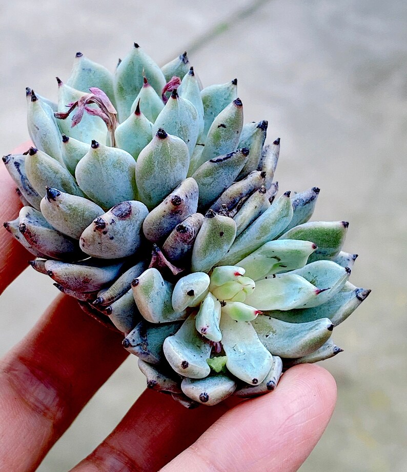 Rare Succulent: Imported Succulent Korea Hybrid Echeveria Crow - Etsy