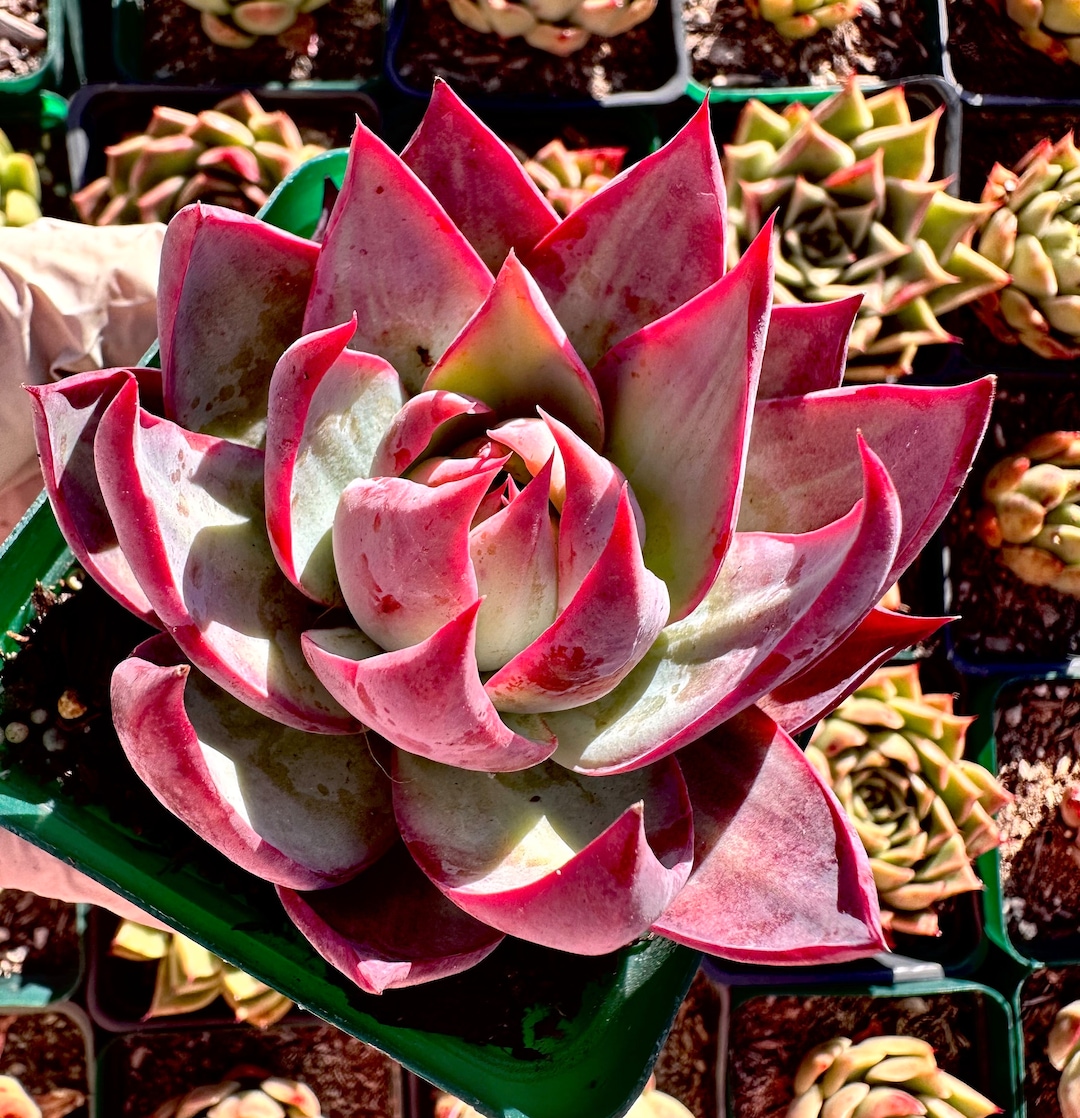 Rare Succulent: Imported Succulent Korea Variegated Echeveria Agavoides Casio Live Plant ...