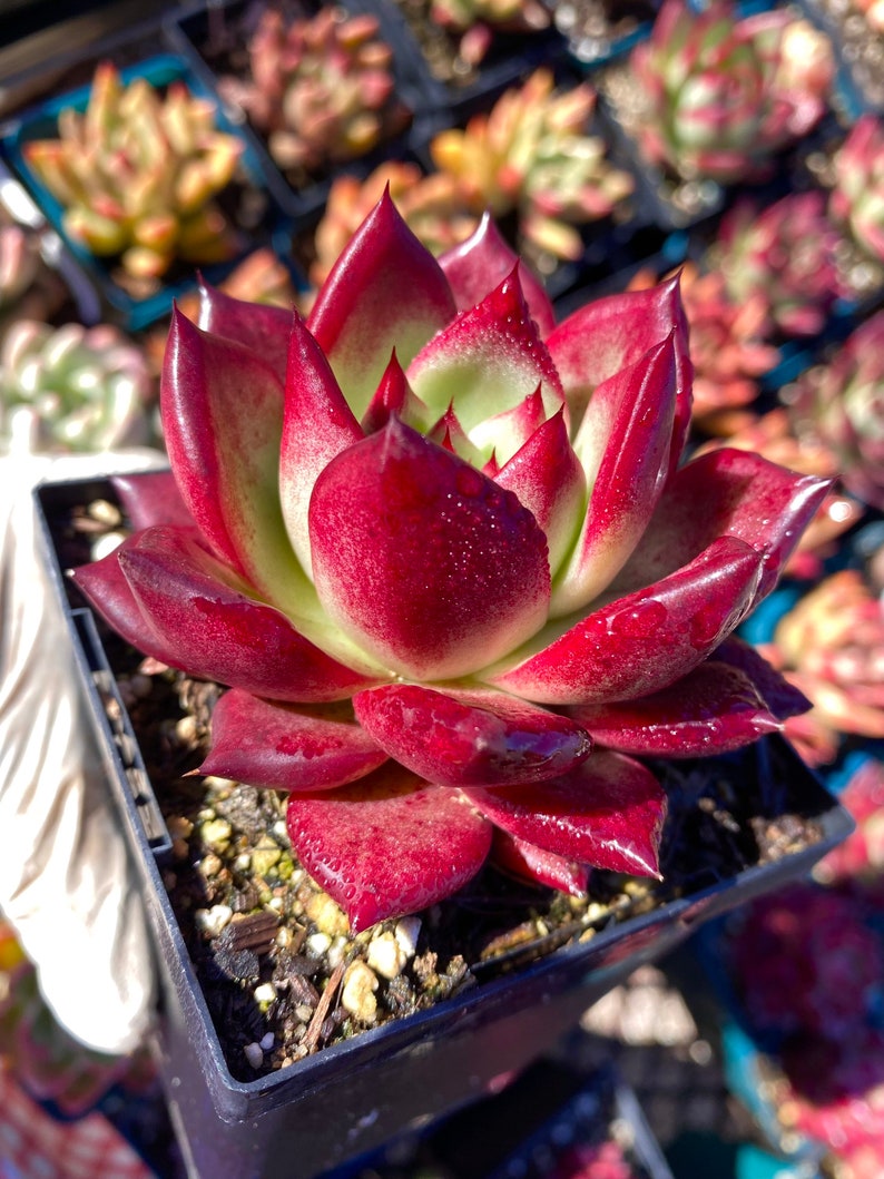 Rare Succulent: Imported Succulent Korean Echeveria Agavoides - Etsy