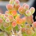 Sedum Cragii Seeds: Rare Succulent - 10 X Seeds - Etsy Canada