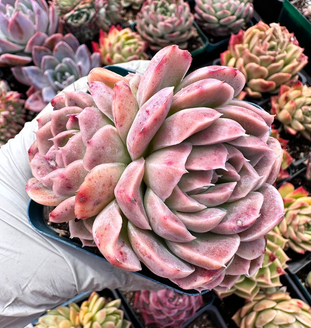 Rare Succulent: Imported Succulent Echeveria Elegans Albicans HUGE ...