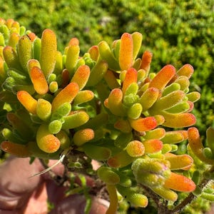 Beautiful Succulent: Dicrocaulon Ramulosum (l.bolus) Ihlenf Purple ...