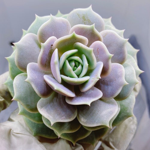 Rare Succulent: Imported Succulent Korean Echeveria Hybrid - Etsy