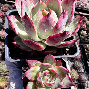 Rare Succulent: Imported Succulent Korea Variegated Echeveria Agavoides Casio Live Plant ...