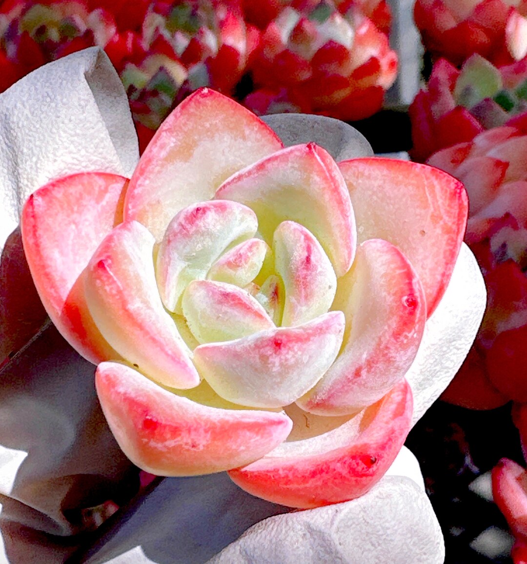 Rare Succulent: Imported Succulent Echeveria Cream Puff available ...