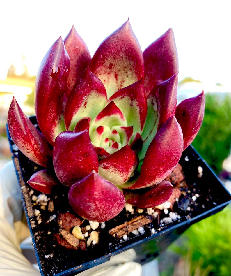 Rare Succulent: Imported Echeveria Hybrid, Red Knight, Deep Hot Red ...