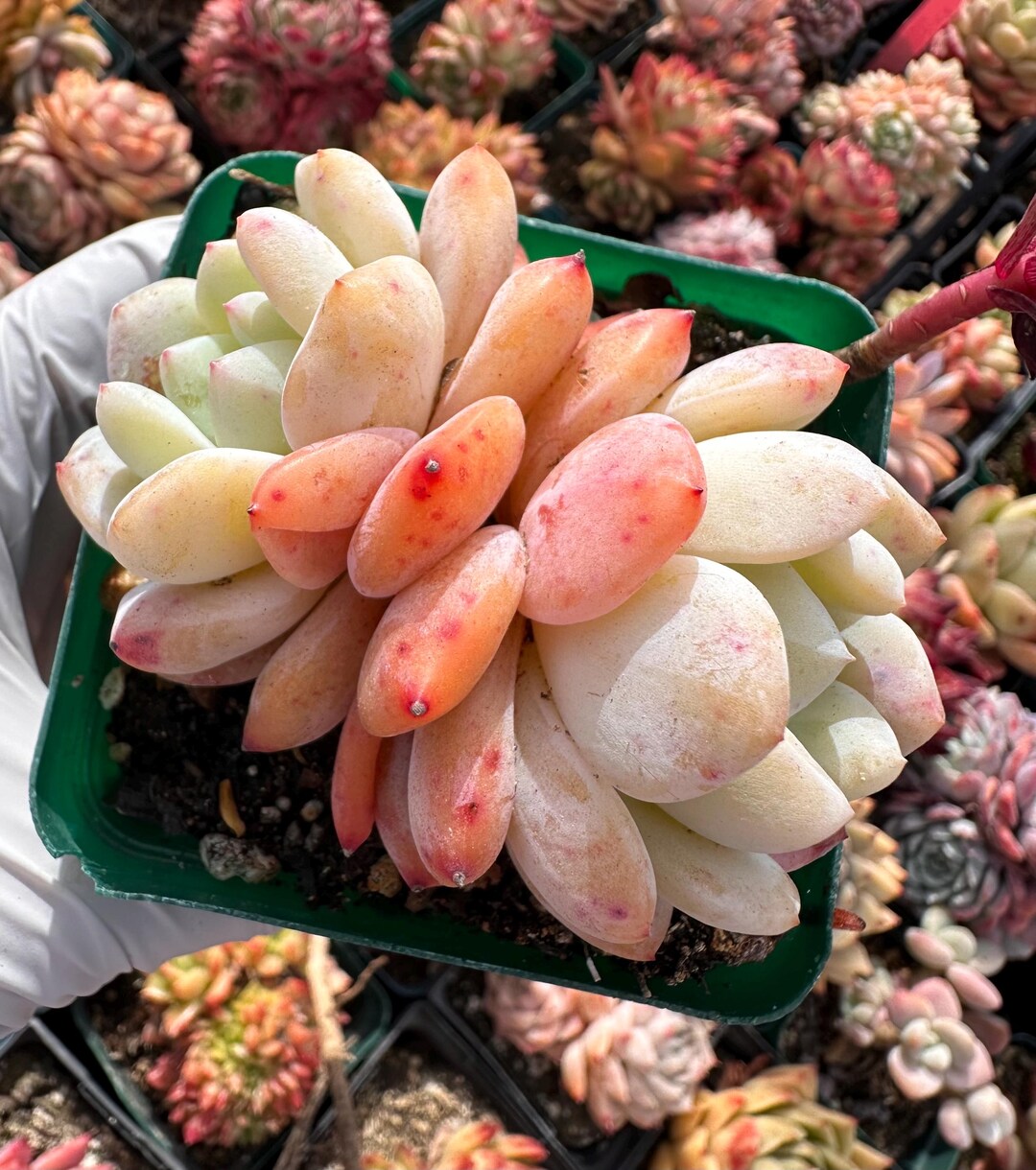 Rare Succulent: Imported Echeveria Hybrid Pink Monro Double Live Plant ...