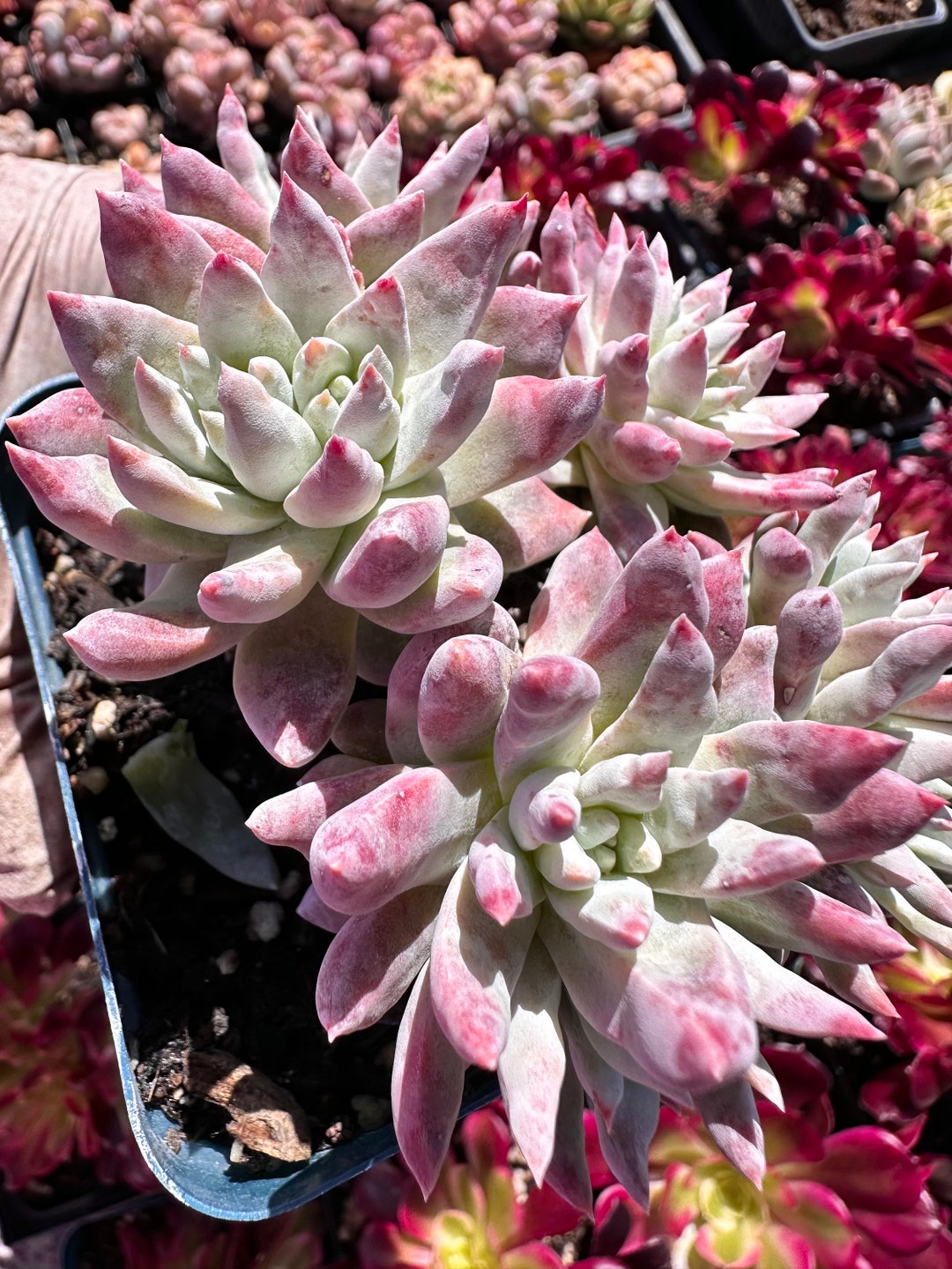 Rare Succulent: Unique Imported Succulent Korean Dudleya Gnoma S.w ...