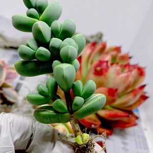 Rare Succulent: Cool Beautiful Succulent Astridia Velutina String ...