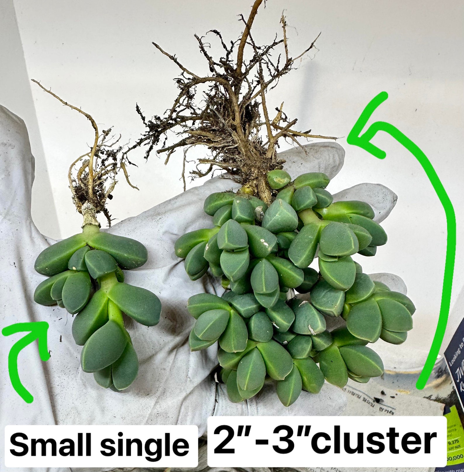 Rare Succulent: Cool Beautiful Succulent Astridia Velutina String Live ...