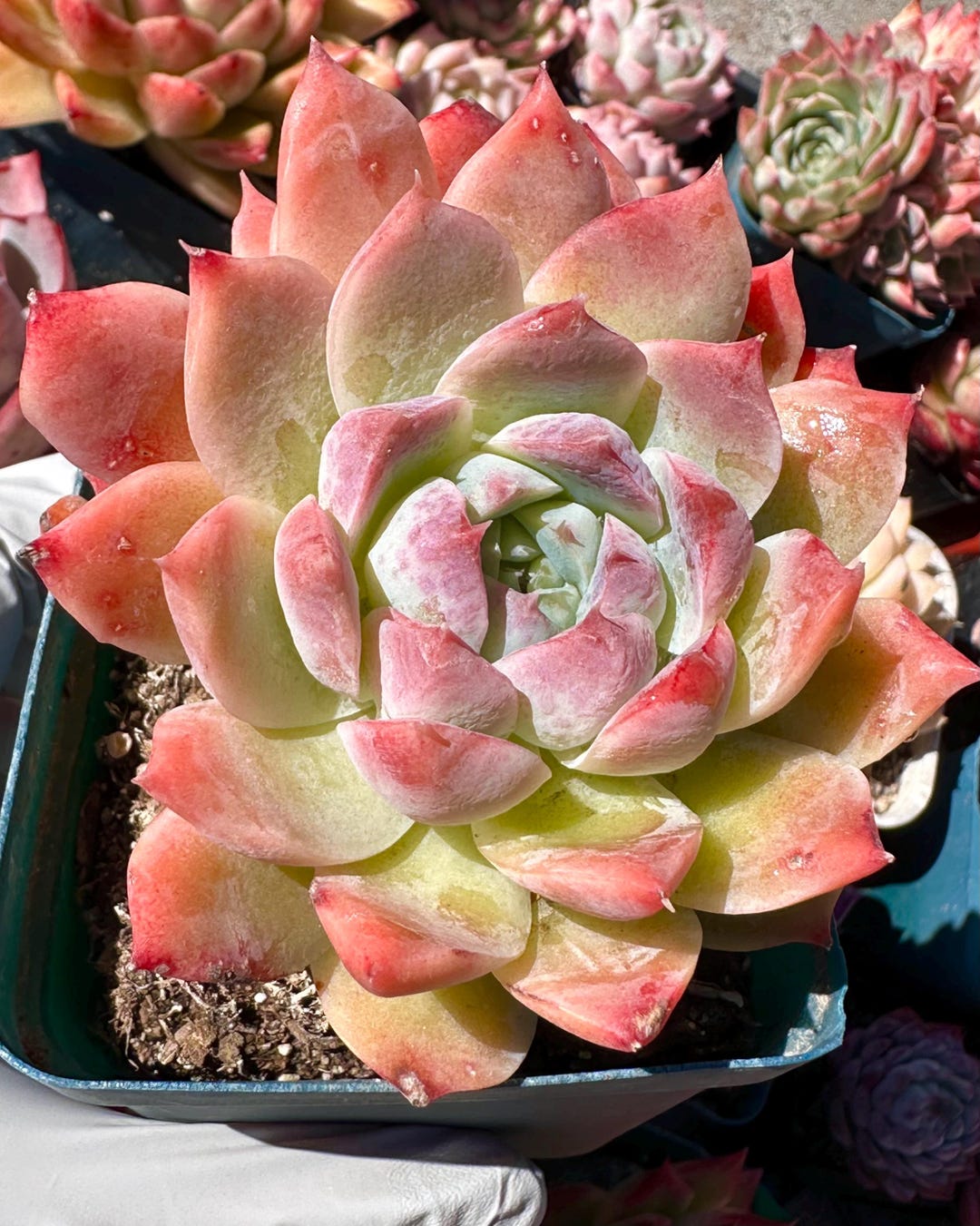Rare Succulent: Imported Hybrid Echeveria Elegans Alba Beauty+ Iceberg ...
