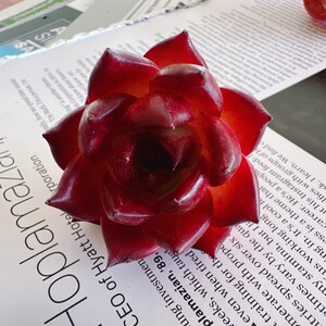 Rare Succulent: Imported Succulent Agavoides Echeveria Moulin Rouge ...