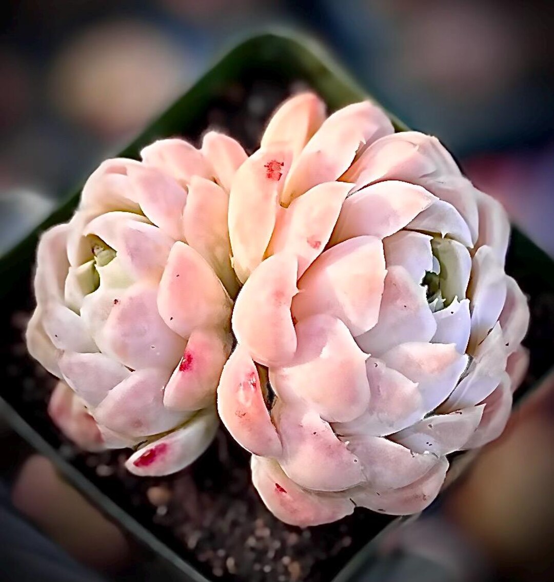 Rare Imported Succulent Hybrid Echeveria Elegans White Queen Double ...