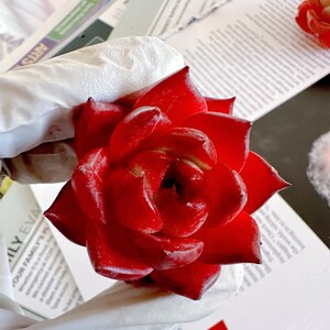 Rare Succulent: Imported Succulent Agavoides Echeveria Moulin Rouge ...