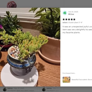 Beautiful Succulent: Dicrocaulon Ramulosum (l.bolus) Ihlenf Purple ...
