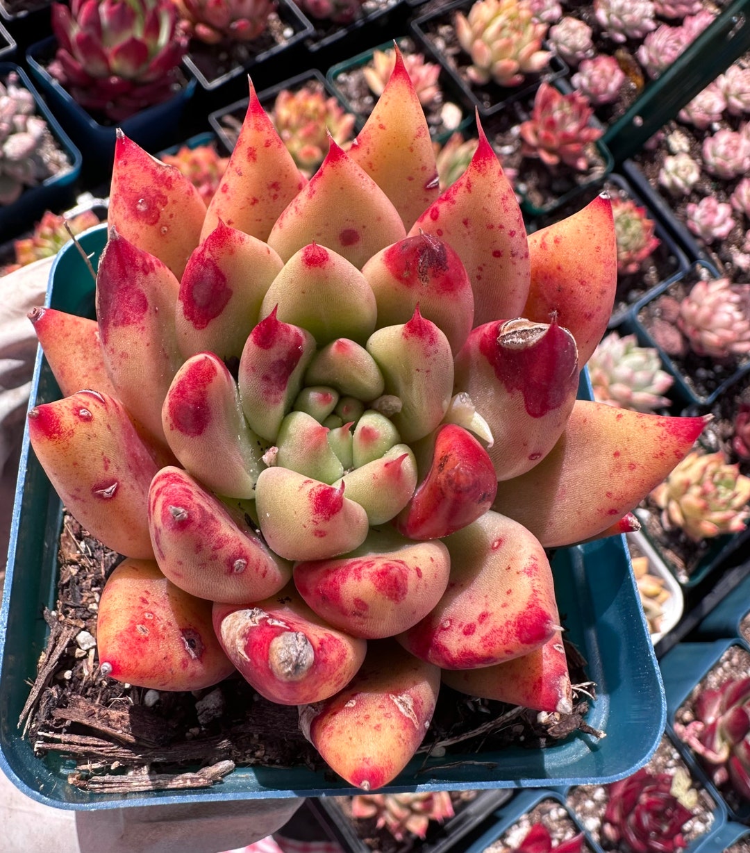 Rare Succulent: Imported Succulent Korean Echeveria Agavoides - Etsy