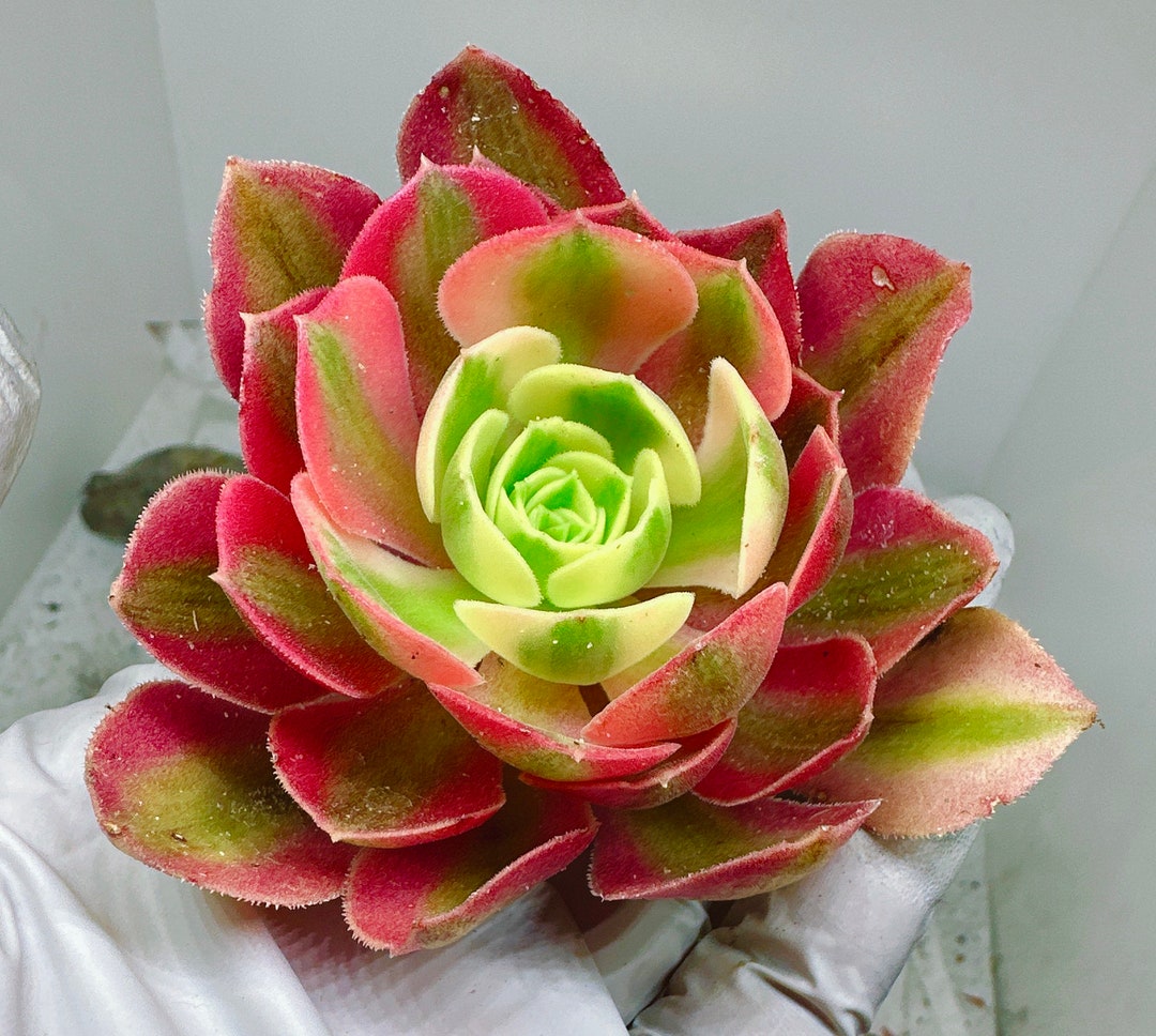 Rare Succulent: Imported Variegated Aeonium Pink Witch Live Plant ...
