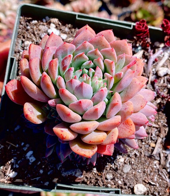 Home & Living Plants Imported Rare Echeveria lotus succulent from Korea etna.com.pe