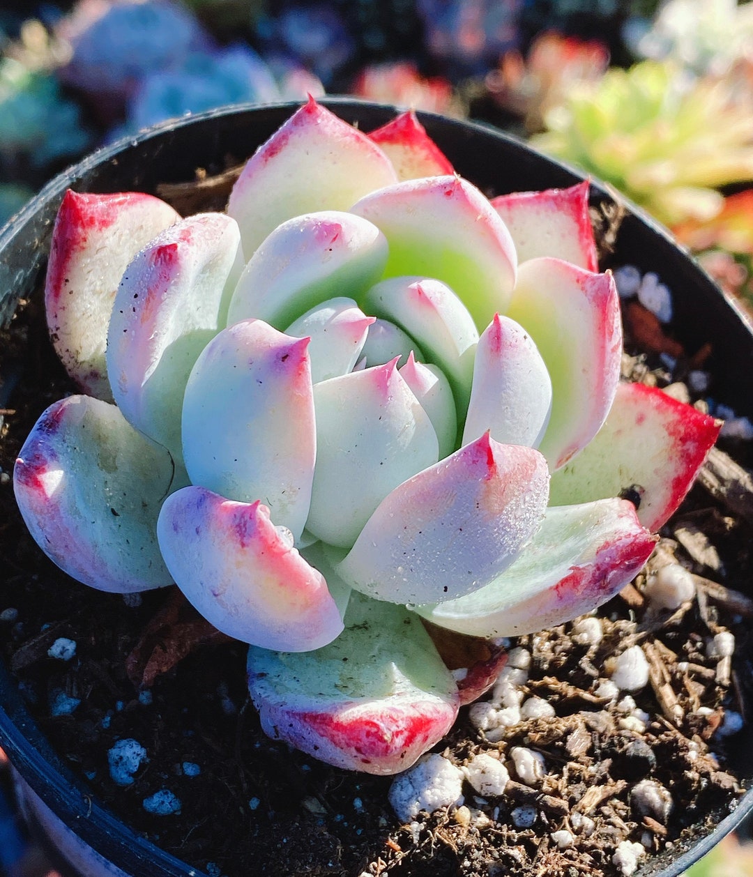 Rare Imported Succulent Korea Echeveria ICE Colorata Sp - Etsy