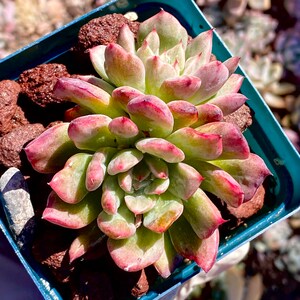 Rare Imported Succulent Korea Variegated Echeveria Miracle - Etsy