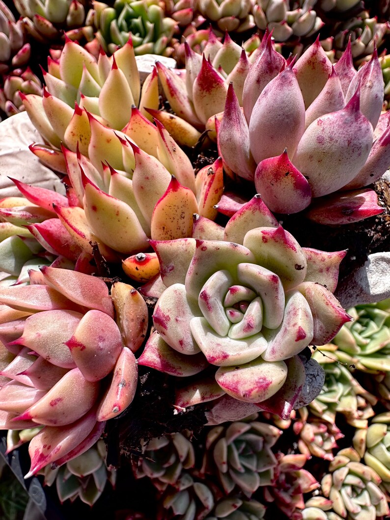 Rare Succulent: Imported Succulent Korean New Hybrid Agavoides - Etsy