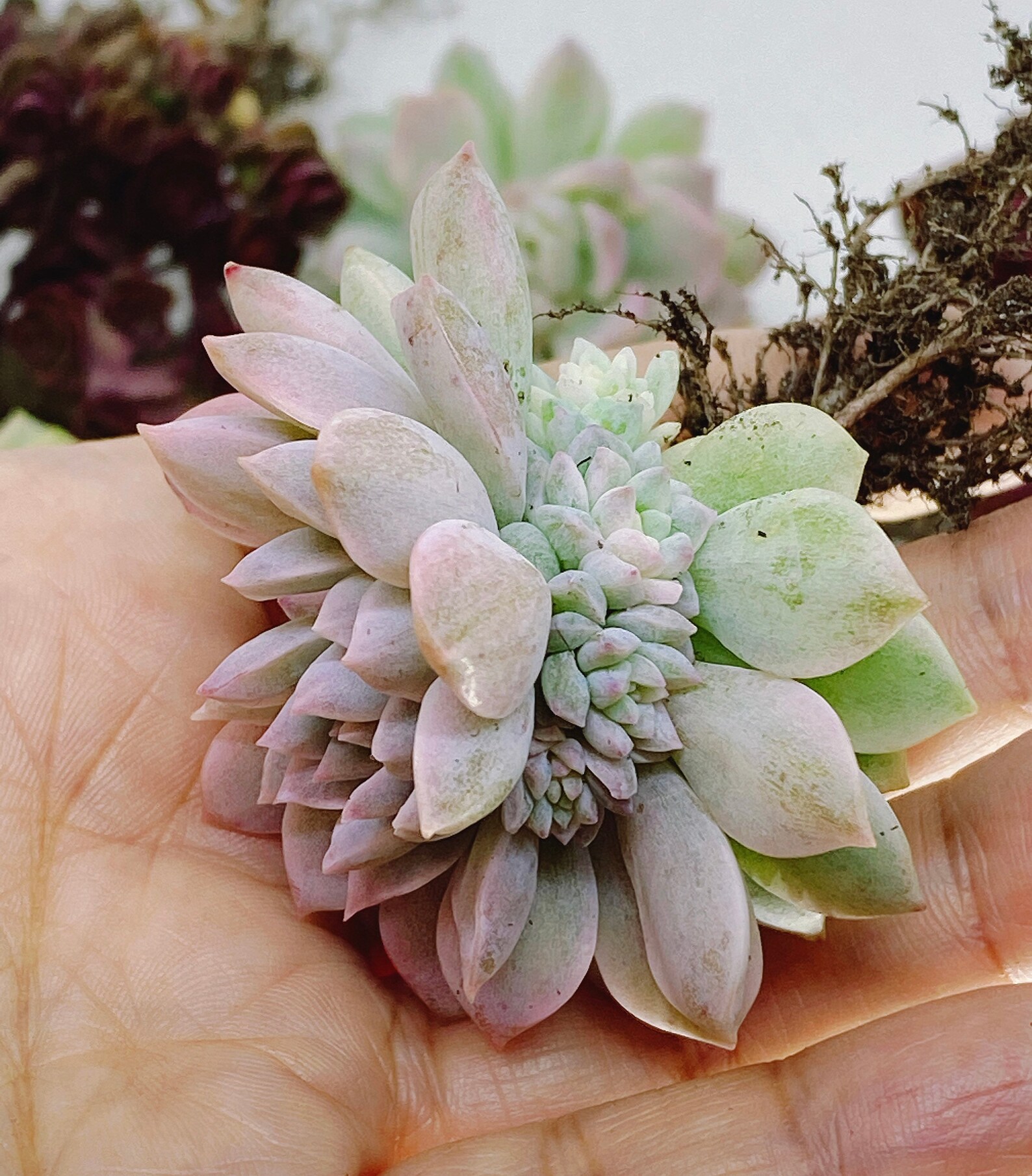 Rare Succulent: Variegated Echeveria Prolifica Rose 2 | Etsy