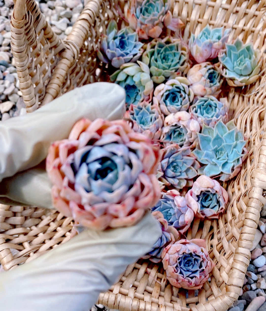 Rare Succulent: Imported Echeveria Hybrid Blue Pink Lady Live Plant ...