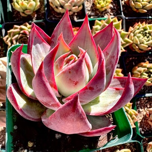 Rare Succulent: Imported Succulent Korea Variegated Echeveria Agavoides Casio Live Plant ...