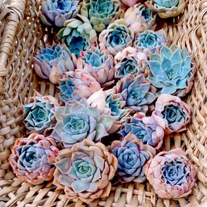 Rare Succulent: Imported Echeveria Hybrid Blue Pink Lady Live Plant ...