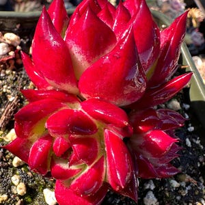 Rare Succulent: Imported Succulent Agavoides Echeveria Moulin Rouge ...